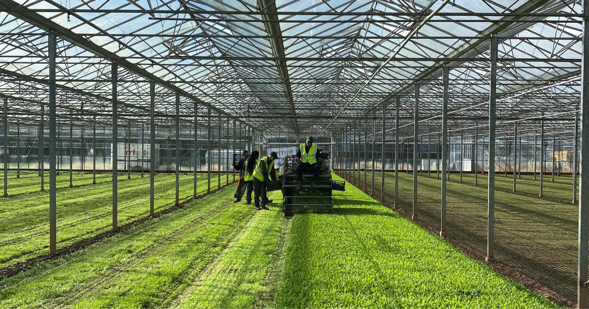 The First Wild Rocket Harvest of 2024 - Blackdown Growers