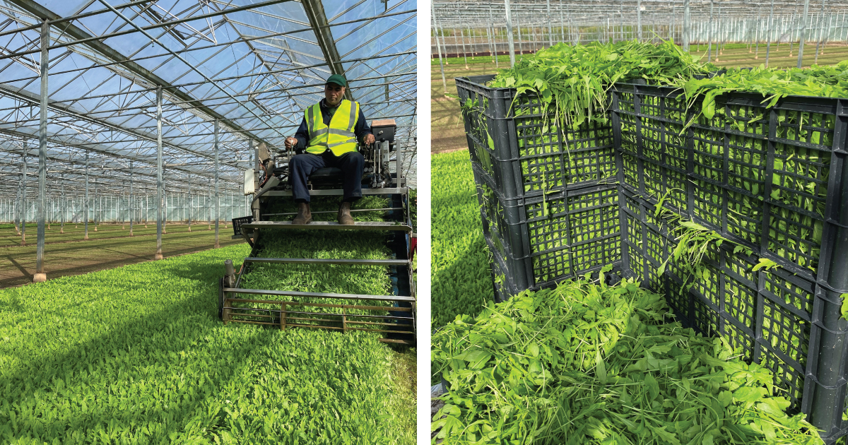 The First Wild Rocket Harvest of 2024 - Blackdown Growers